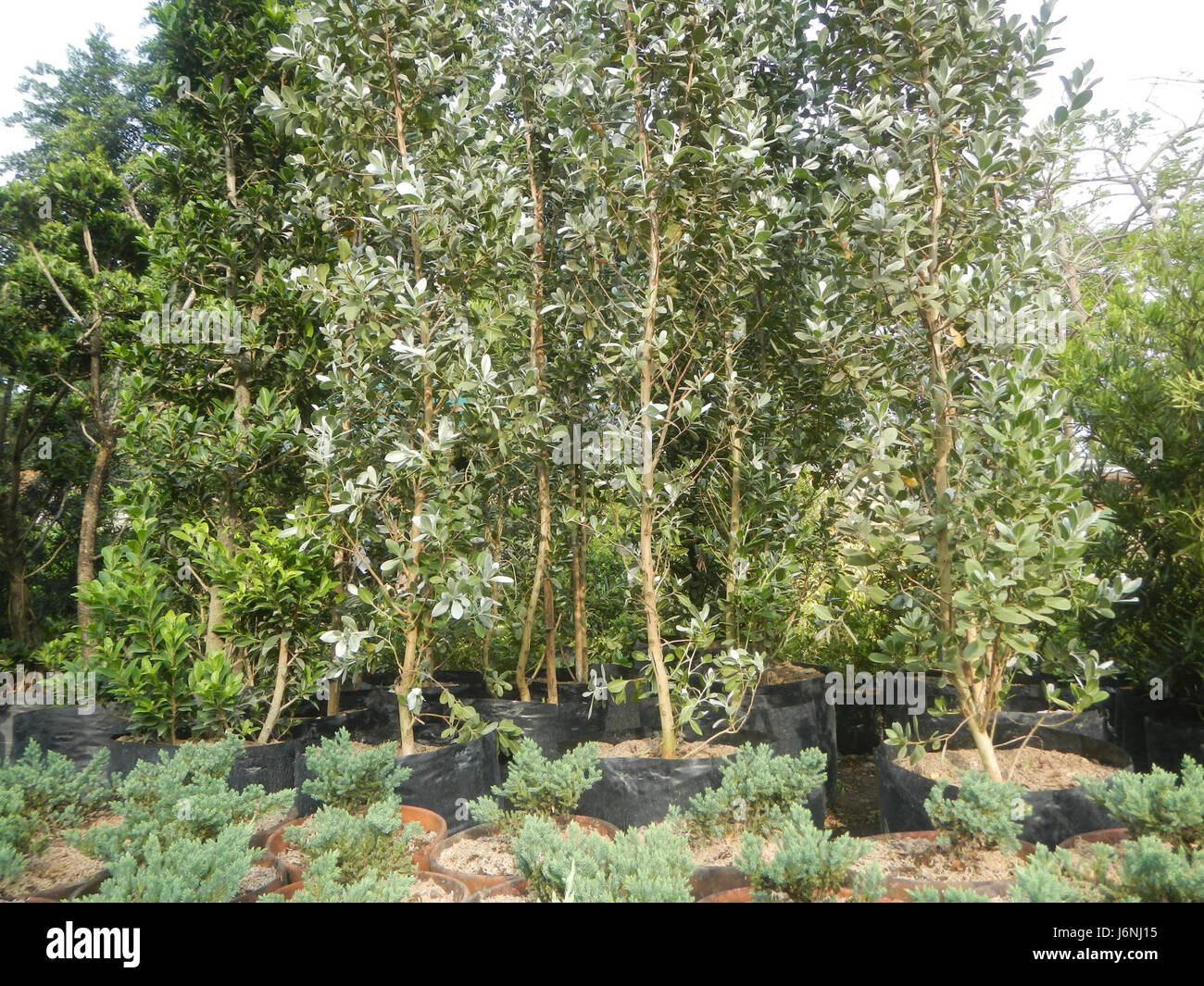 Conocarpus Erectus Tree Full