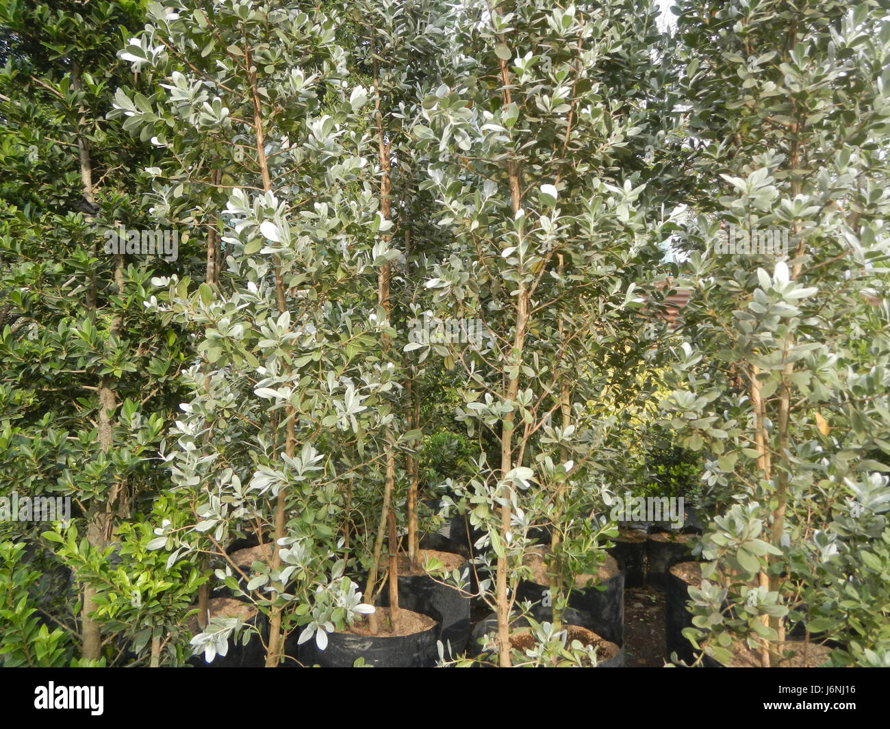 Silver colored species hi-res stock photography and images - Alamy