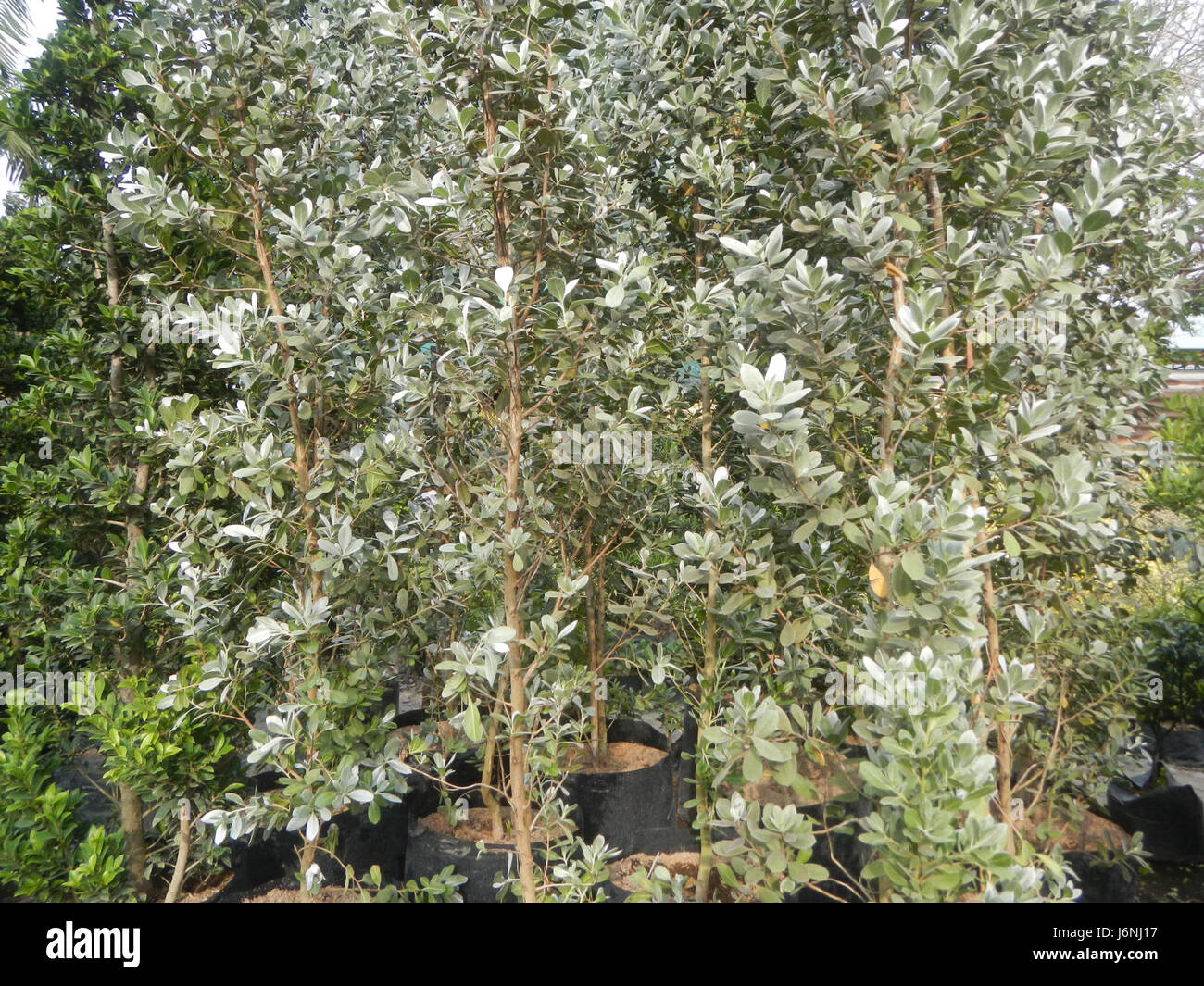 07656 Conocarpus erectus Silver buttonwood in the Philippines 13 Stock ...