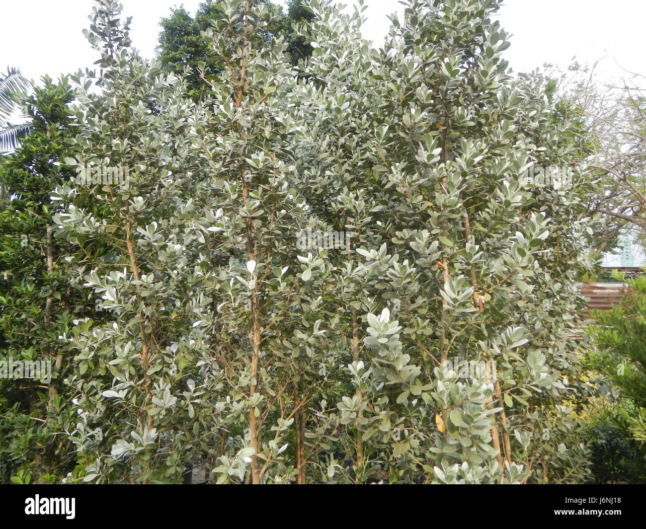 07656 Conocarpus erectus Silver buttonwood in the Philippines 14 Stock ...