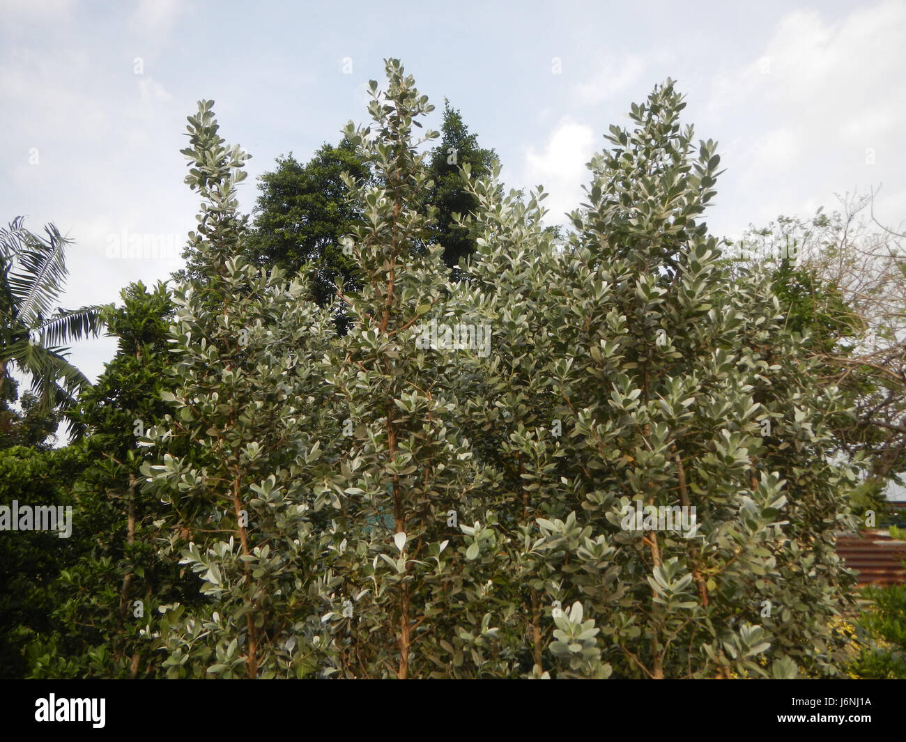 This entry refers to the Silver Buttonwood (Conocarpus erectus), a ...
