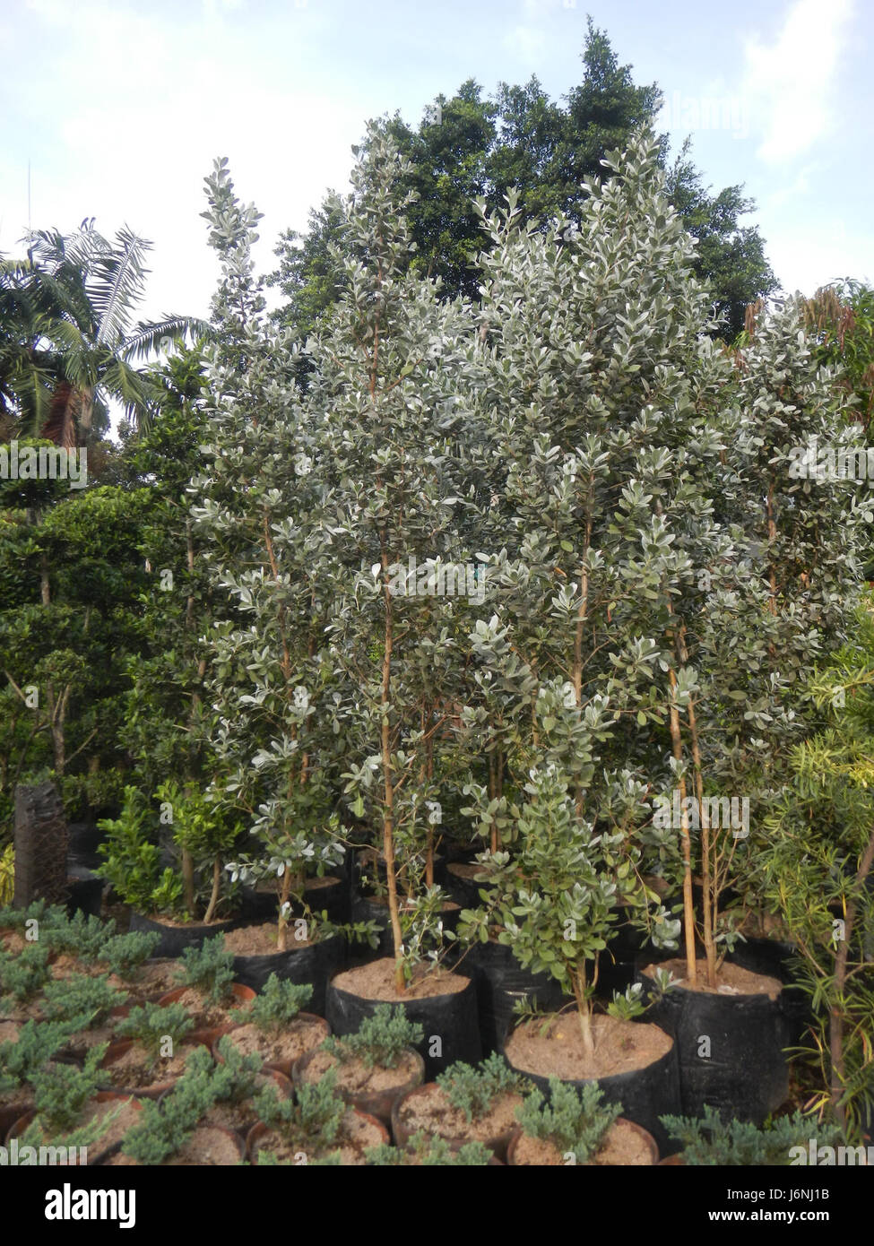 07656 Conocarpus erectus Silver buttonwood in the Philippines 16 Stock ...