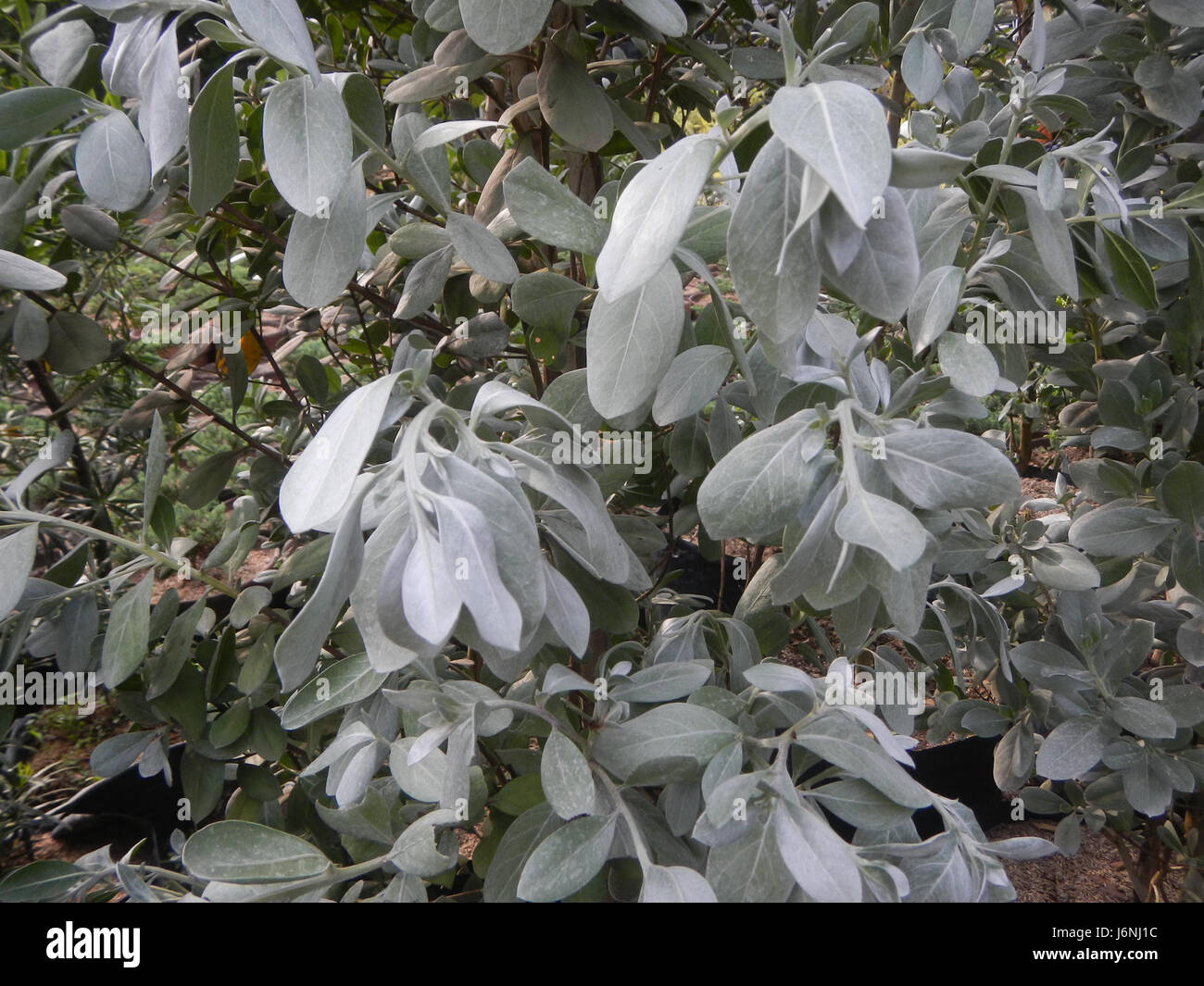 Conocarpus erectus, also known as Silver Buttonwood, is a species of ...