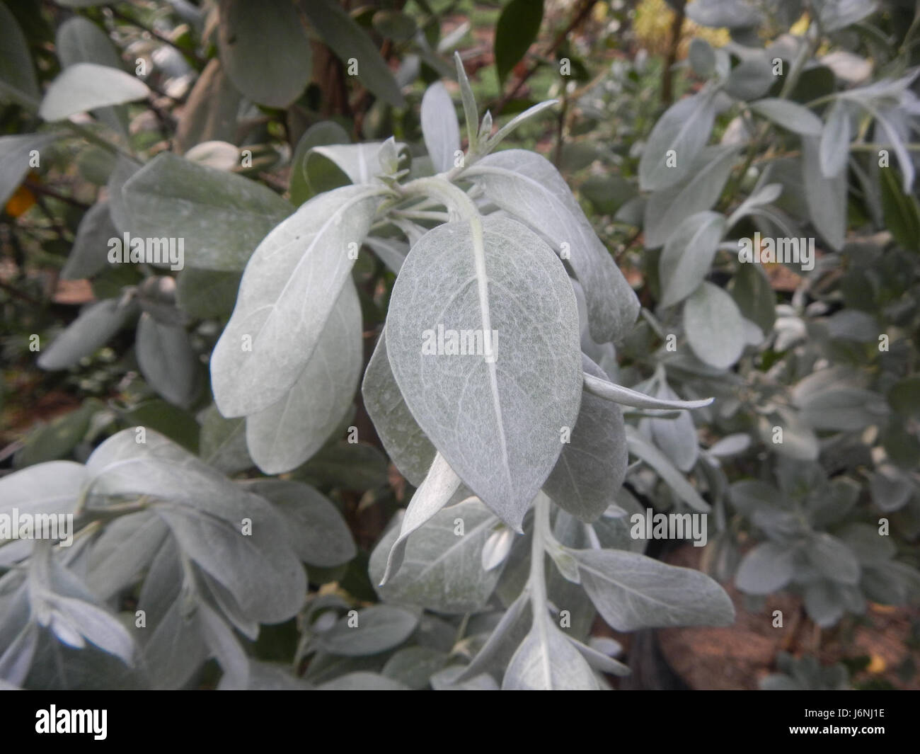 07656 Conocarpus erectus Silver buttonwood in the Philippines 19 Stock ...