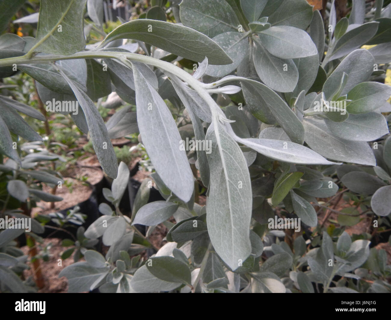 Conocarpus erectus, commonly known as silver buttonwood, is a species ...