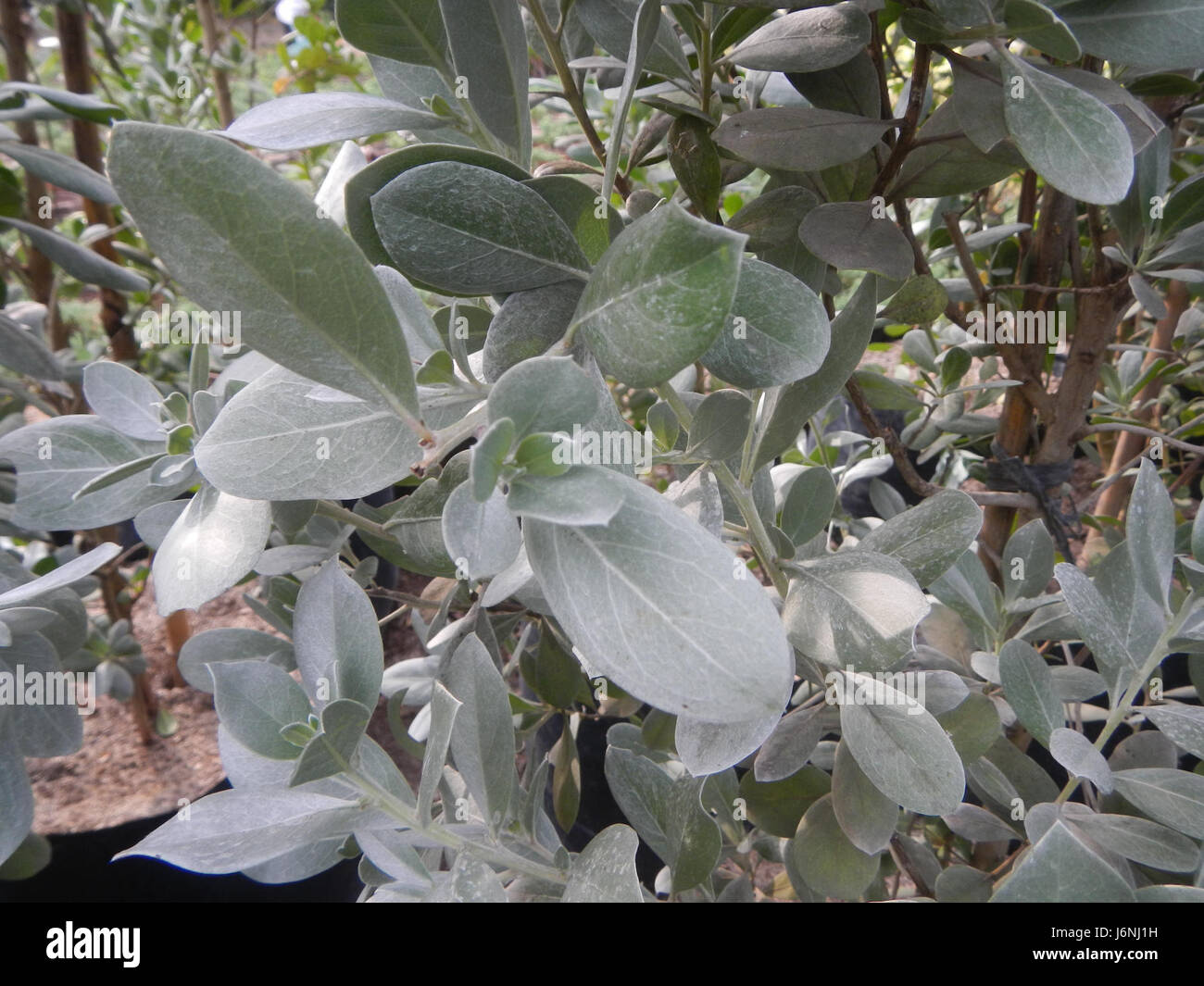 07656 Conocarpus erectus Silver buttonwood in the Philippines 21 Stock ...