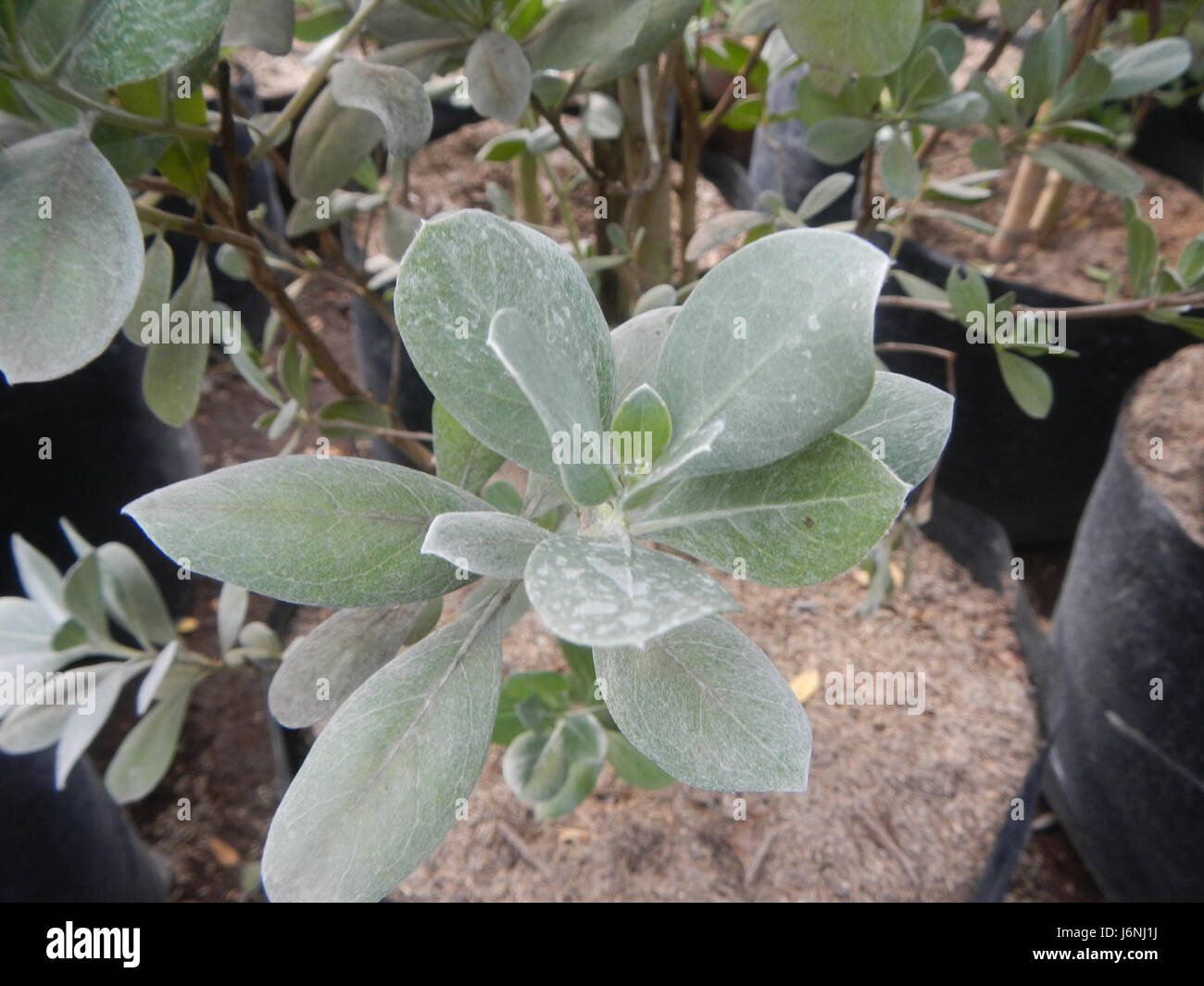 07656 Conocarpus erectus Silver buttonwood in the Philippines 22 Stock ...