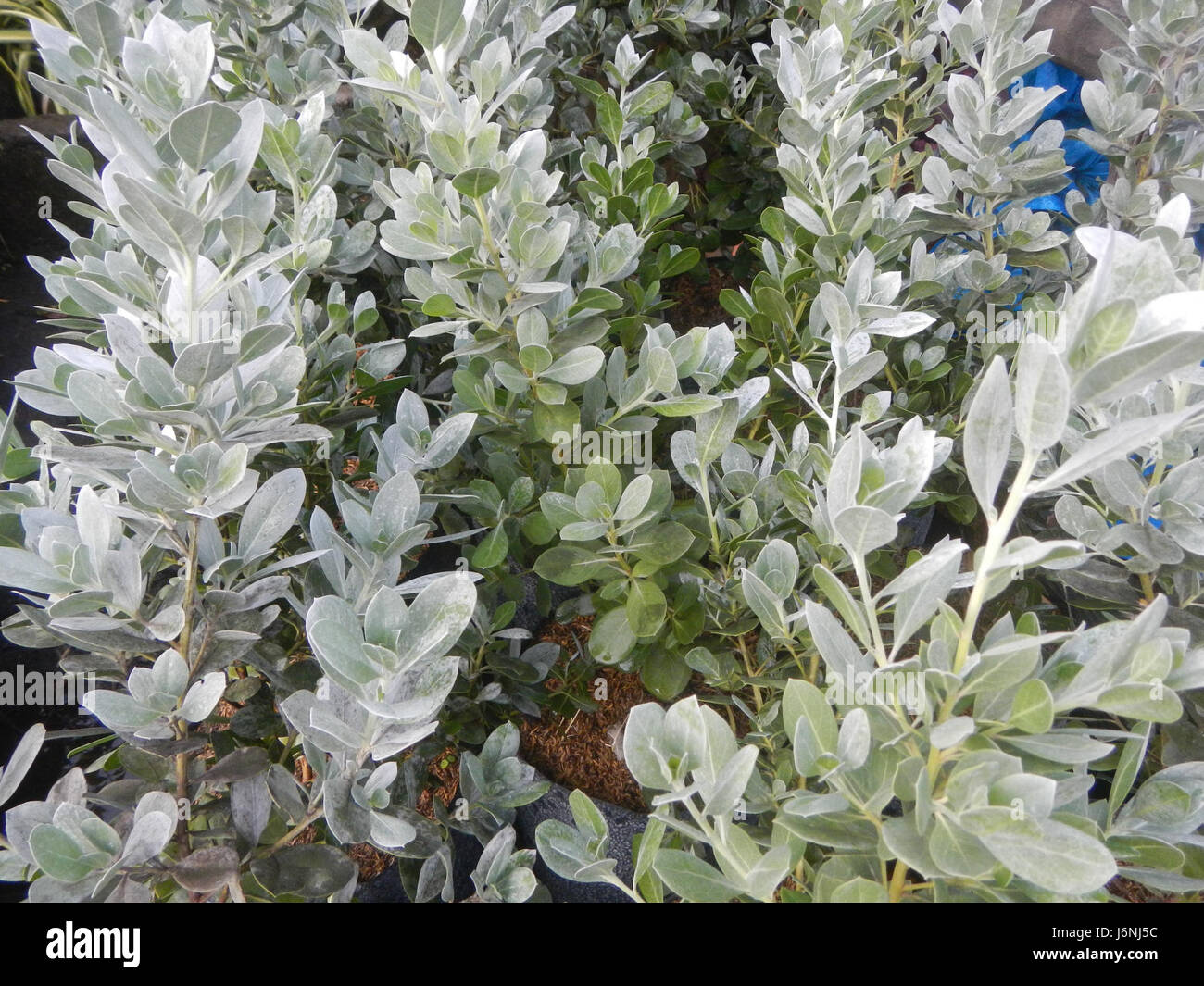 Conocarpus erectus, also known as Silver Buttonwood, is a species of ...