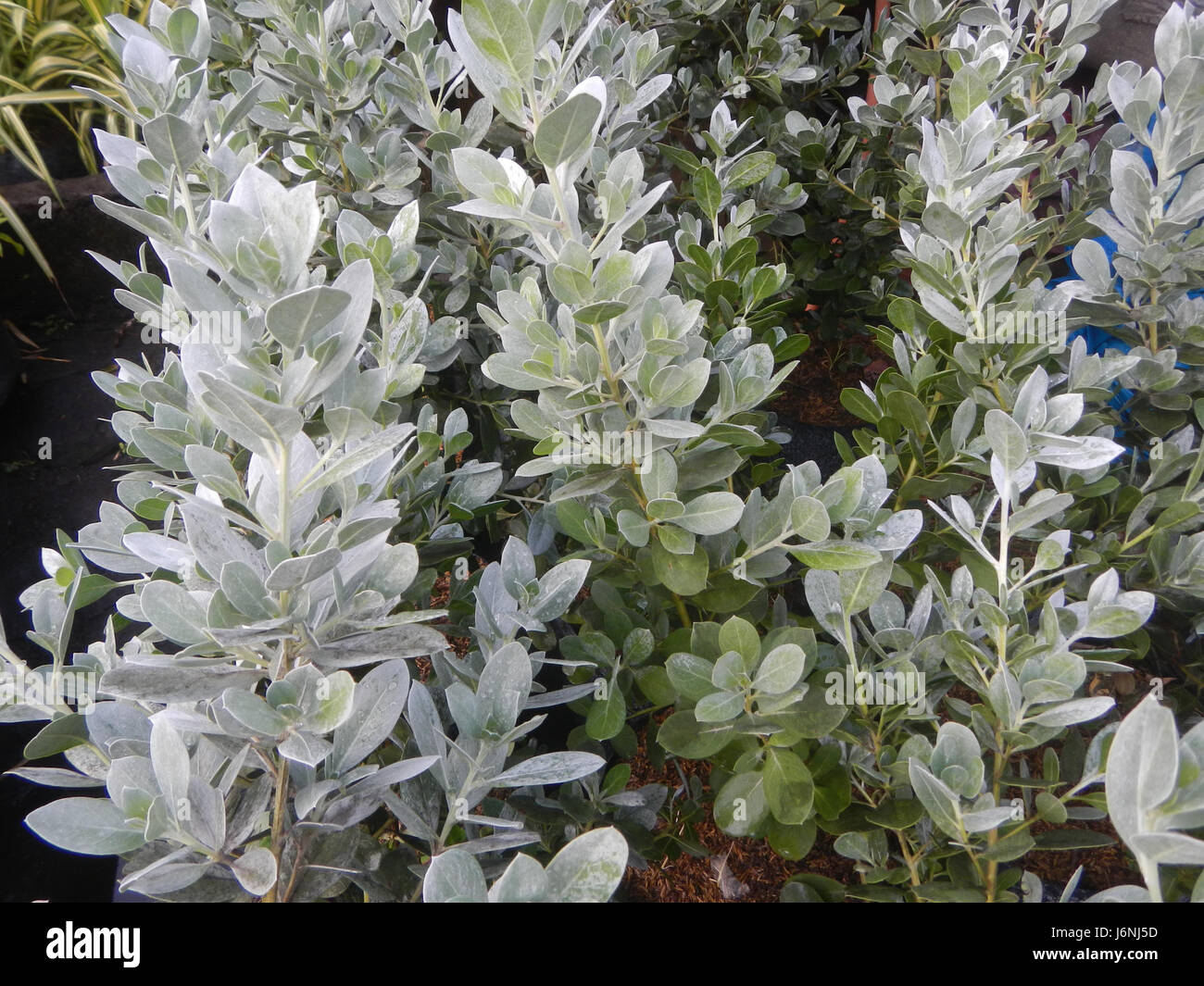 07656 Conocarpus erectus Silver buttonwood in the Philippines 24 Stock ...