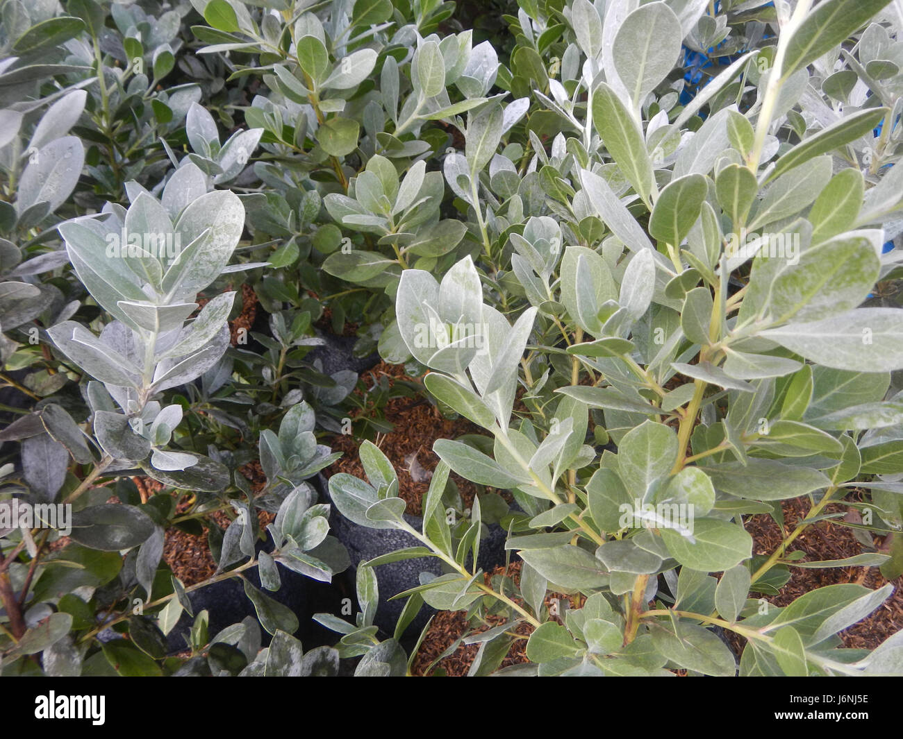 07656 Conocarpus erectus Silver buttonwood in the Philippines 25 Stock ...