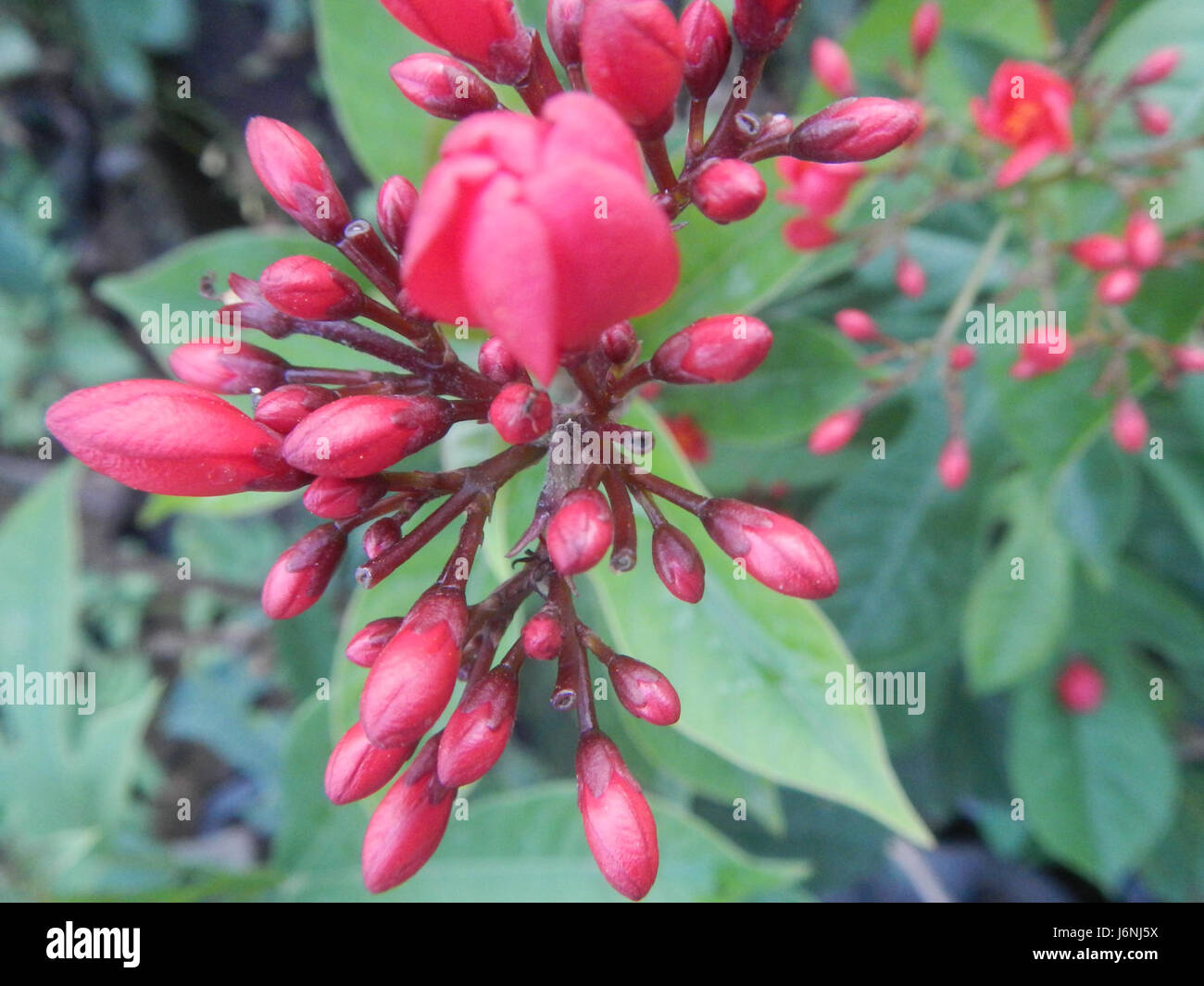 The Jatropha integerrima, commonly known as the 'Shanghai Beauty,' is a ...
