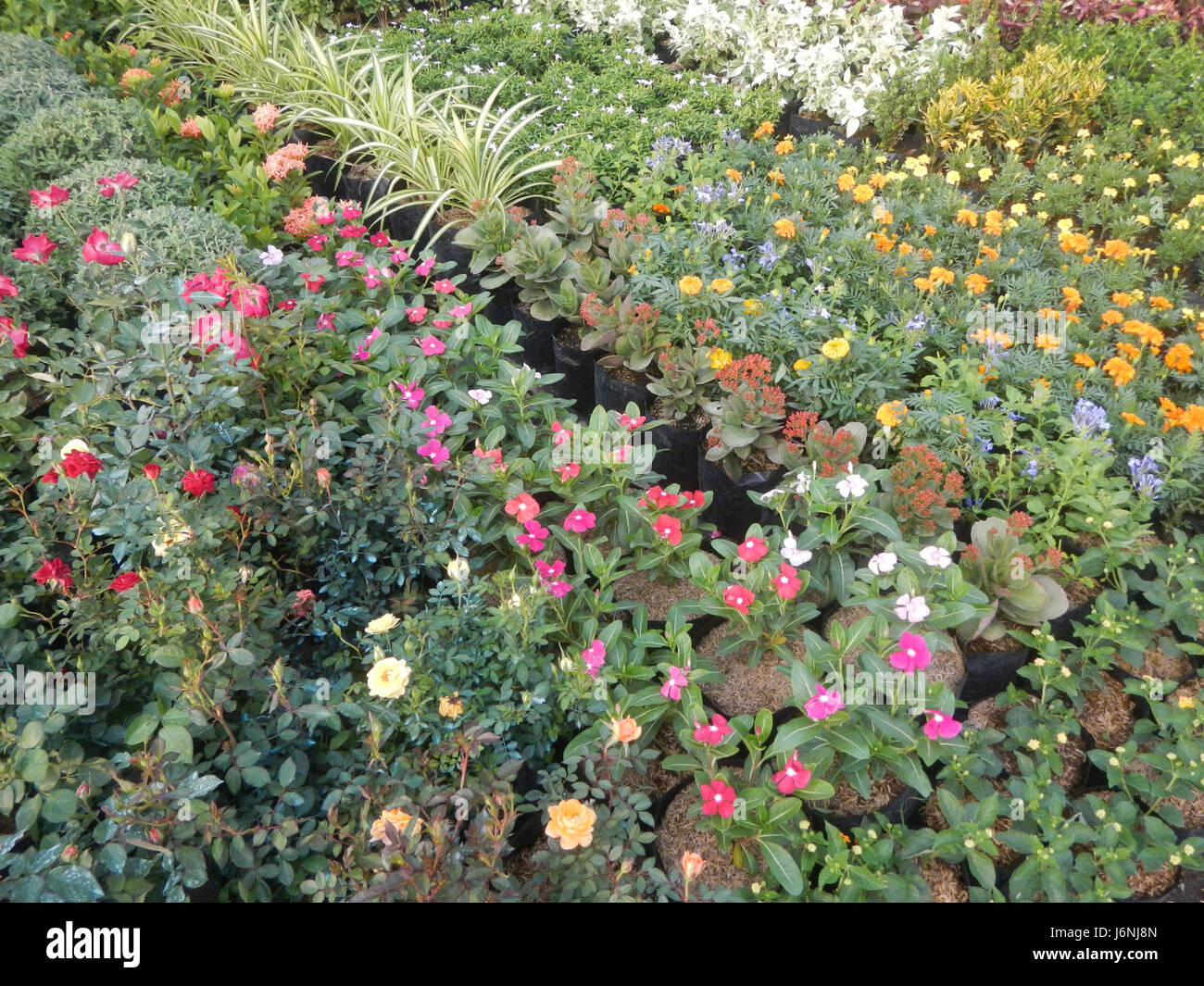 07850 Garden City Santa Cruz Guiguinto, Bulacan 13 Stock Photo - Alamy