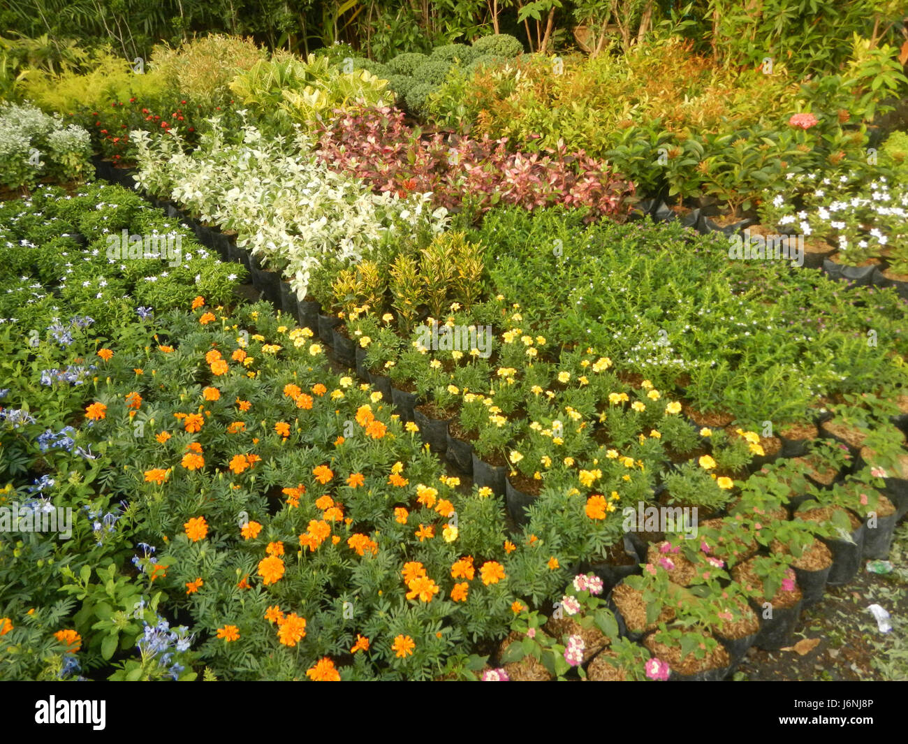 07850 Garden City Santa Cruz Guiguinto, Bulacan 15 Stock Photo - Alamy