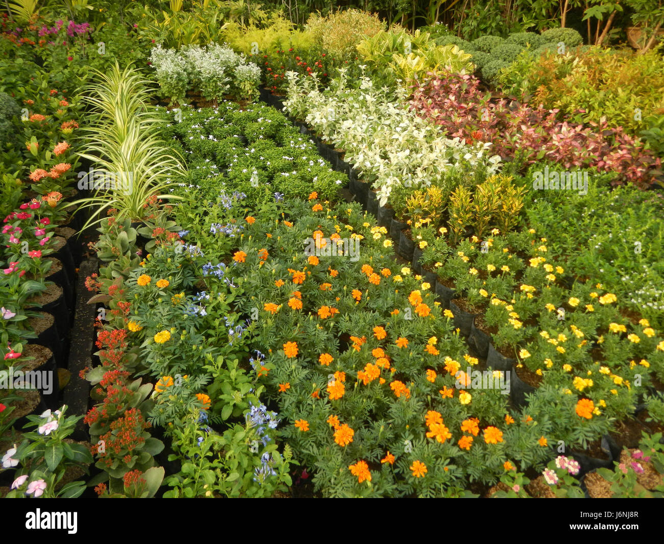 07850 Garden City Santa Cruz Guiguinto, Bulacan 16 Stock Photo - Alamy