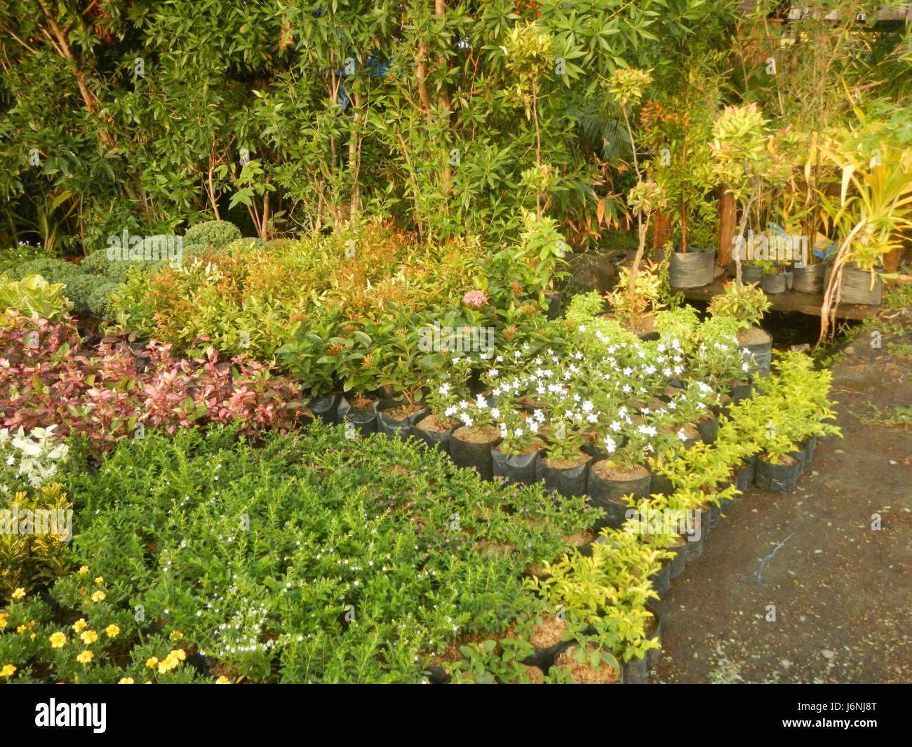 07850 Garden City Santa Cruz Guiguinto, Bulacan 17 Stock Photo - Alamy