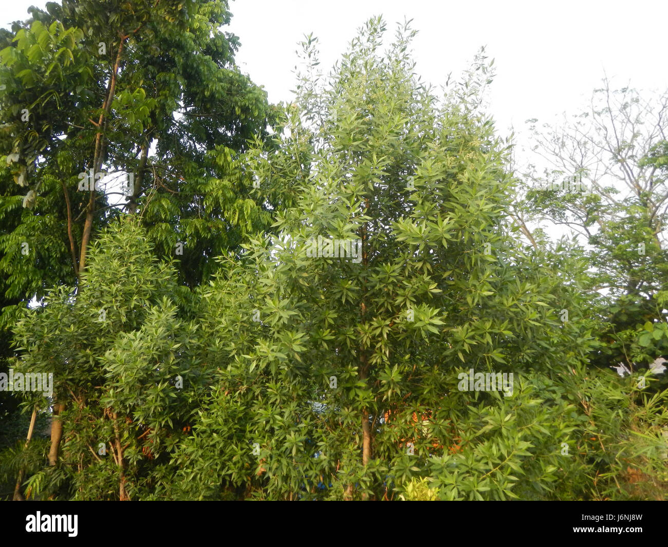 07850 Garden City Santa Cruz Guiguinto, Bulacan 18 Stock Photo - Alamy