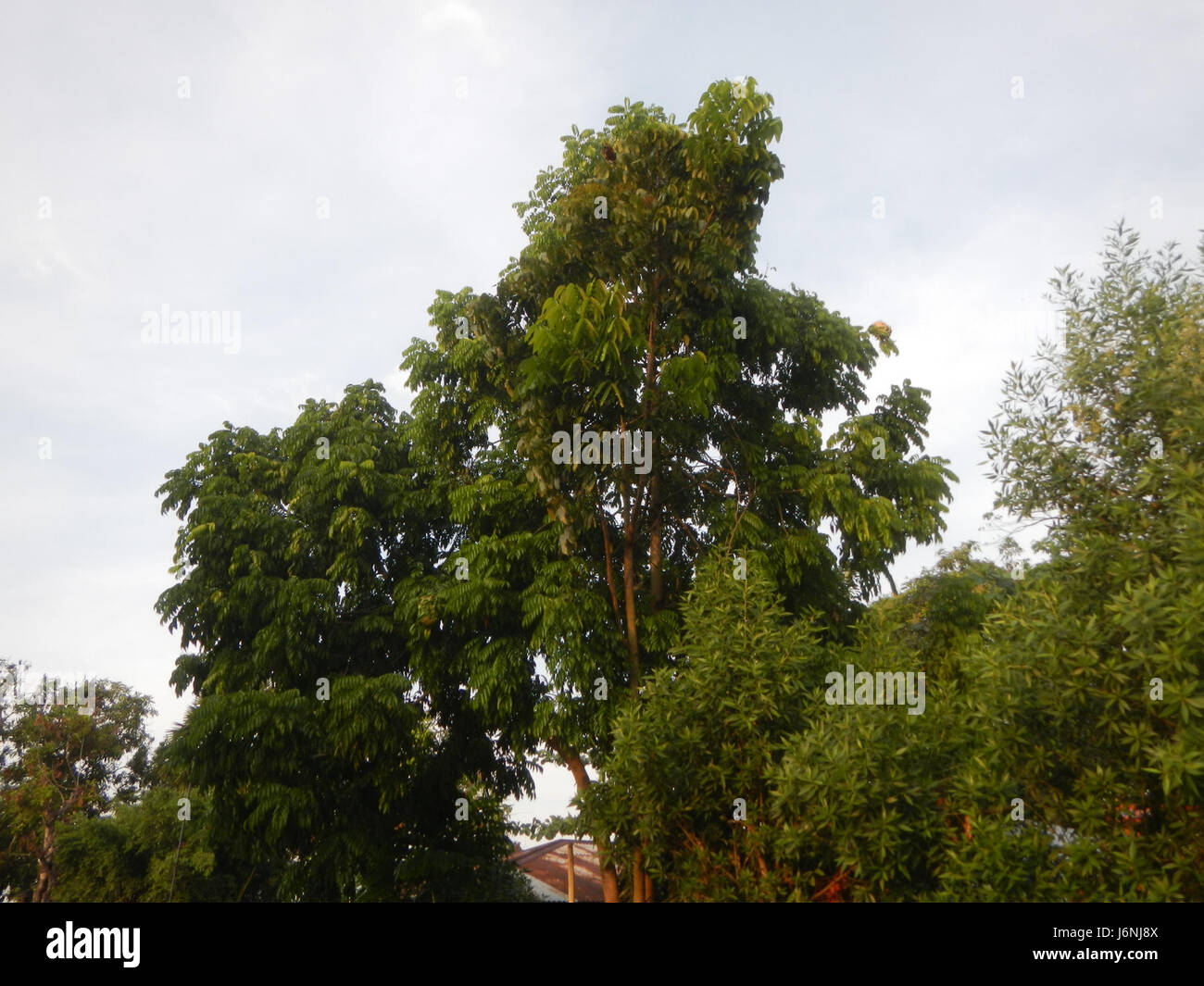 07850 Garden City Santa Cruz Guiguinto, Bulacan 19 Stock Photo - Alamy