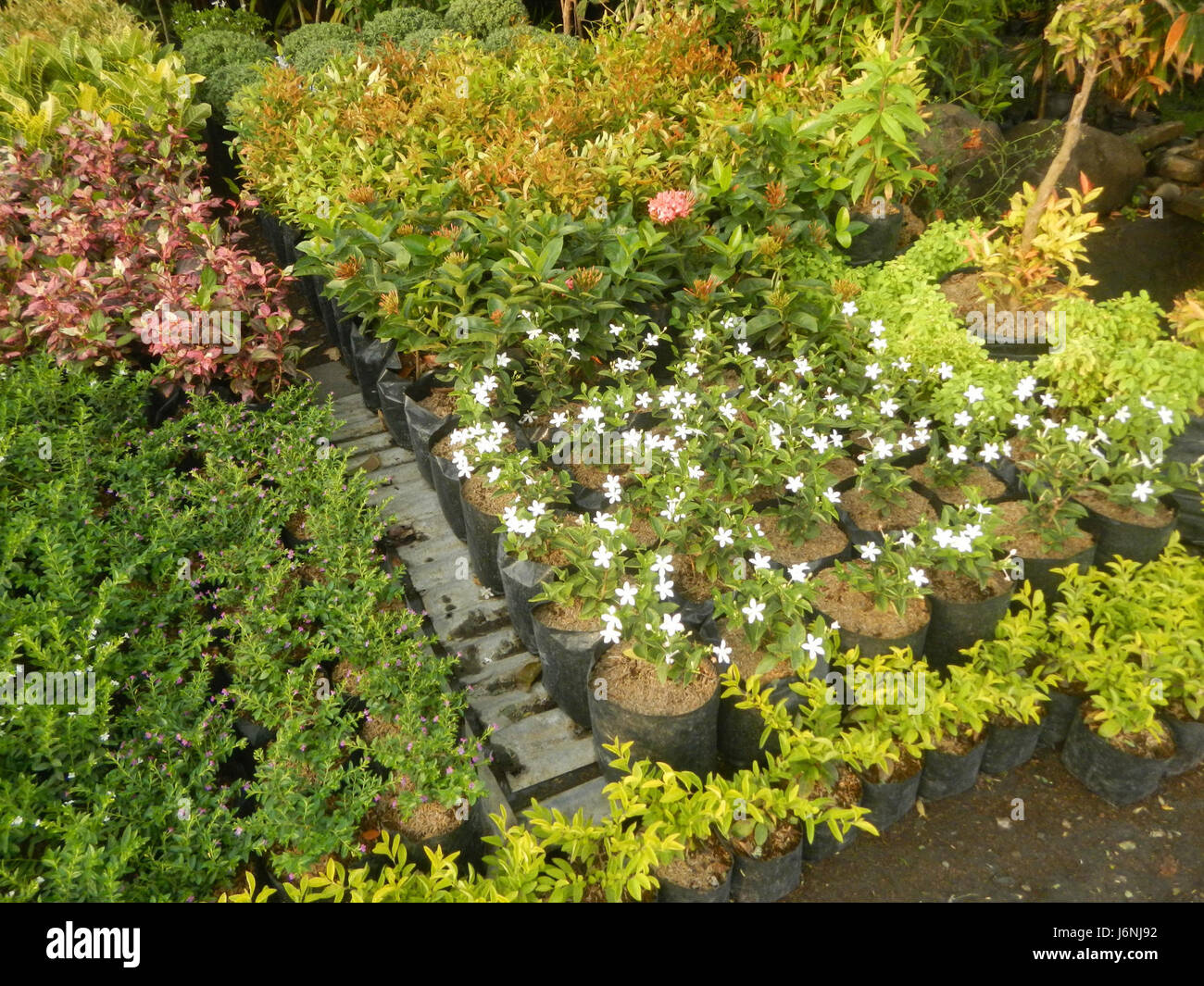 07850 Garden City Santa Cruz Guiguinto, Bulacan 22 Stock Photo - Alamy
