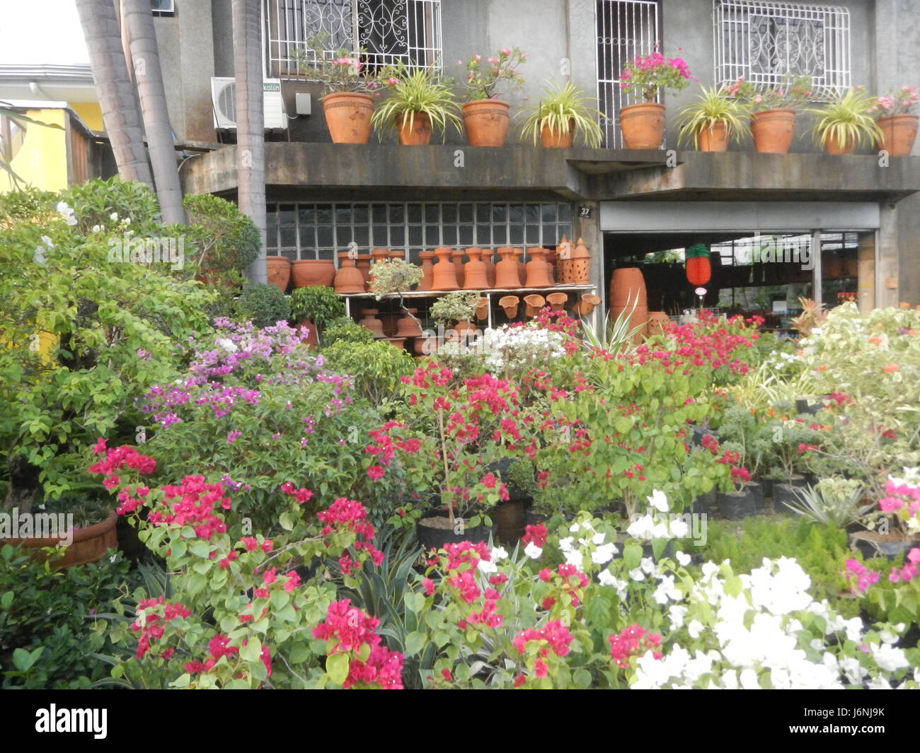 This image showcases various Bougainvillea cultivars from Garden City ...