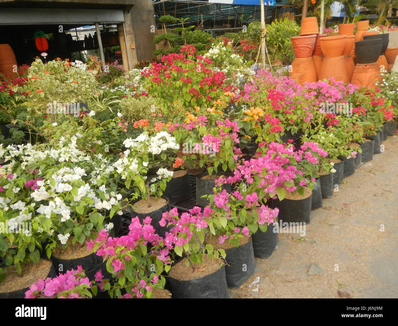 07875 Garden City Bougainvillea cultivars Santa Cruz Guiguinto, Bulacan ...