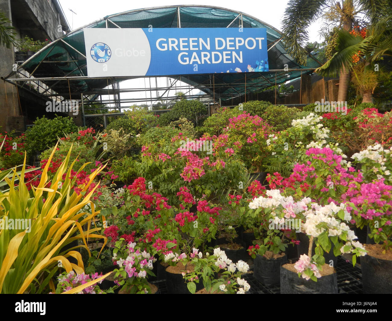 07875 Garden City Bougainvillea cultivars Santa Cruz Guiguinto, Bulacan ...