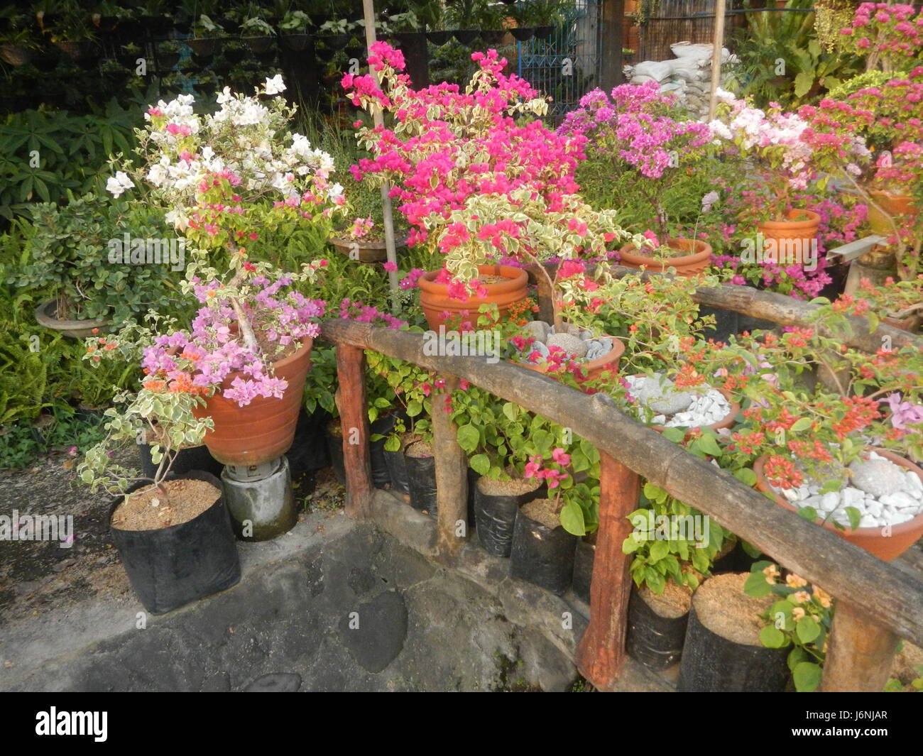 This image showcases bougainvillea cultivars in Garden City, Santa Cruz ...