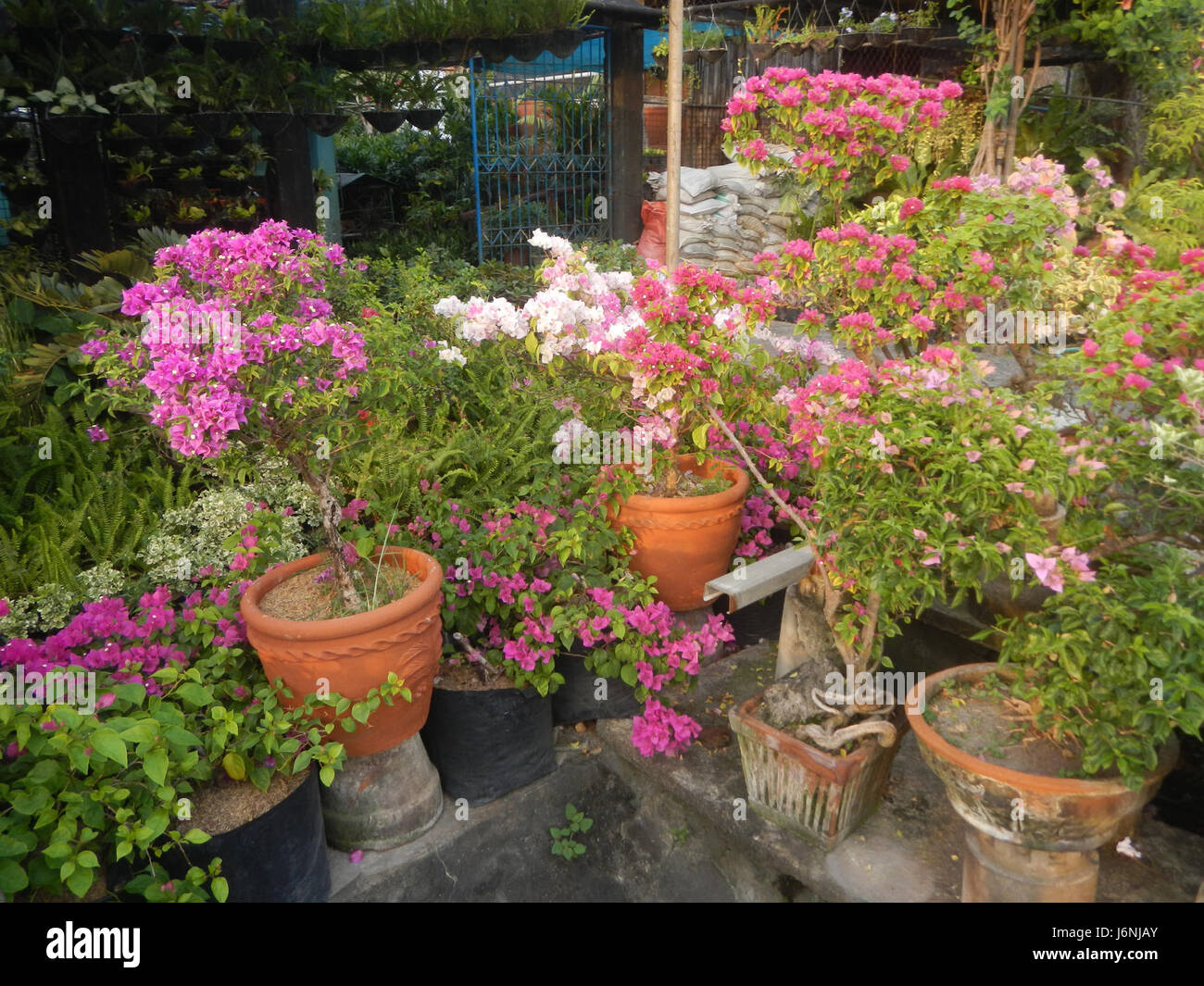 The image depicts the diverse cultivars of Bougainvillea in a garden ...