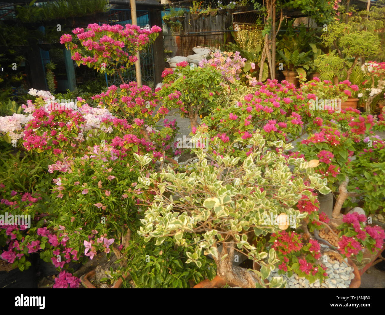 The entry describes the cultivation of Bougainvillea in Santa Cruz ...