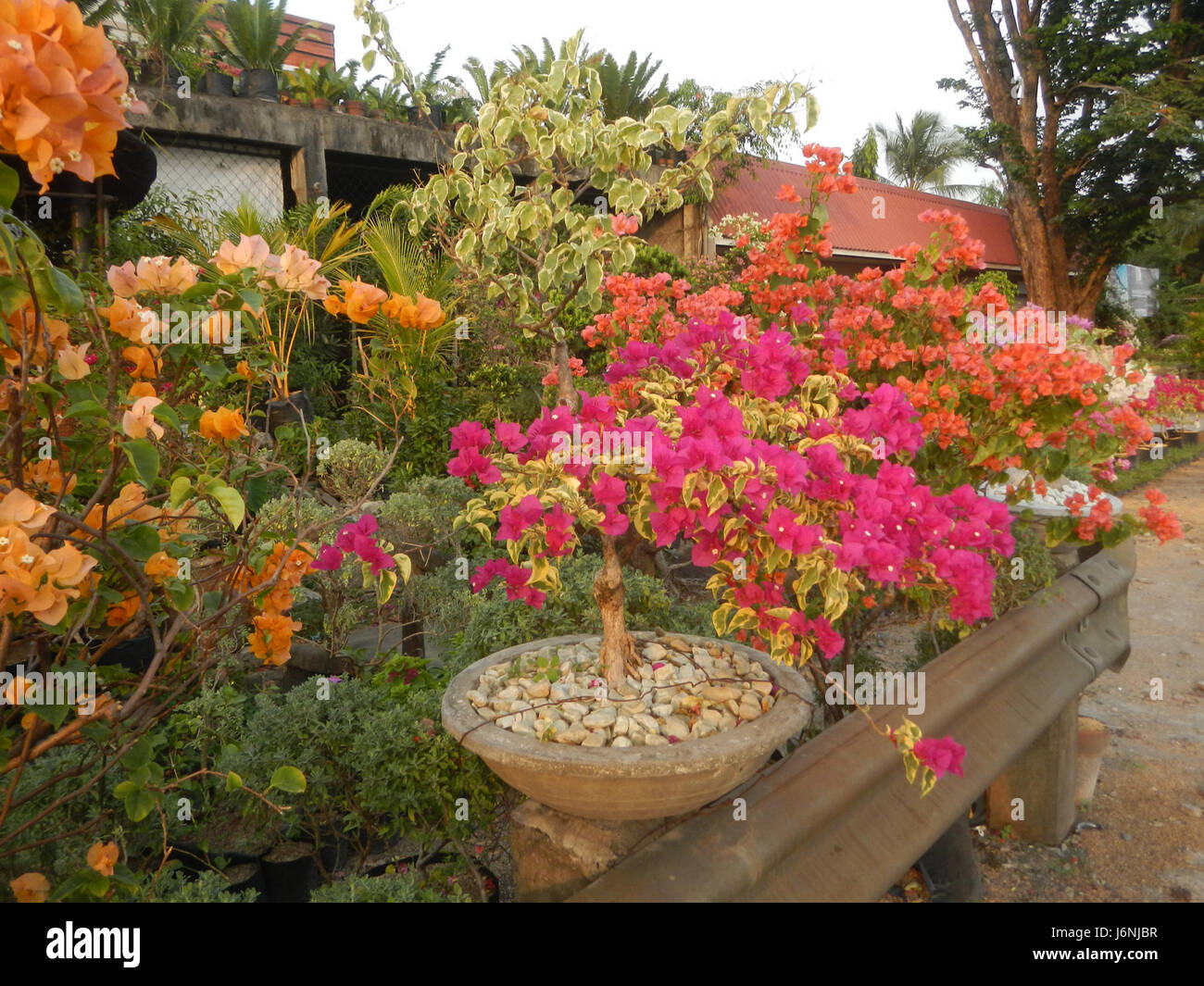 This image shows Bougainvillea cultivars in the Garden City area of ...
