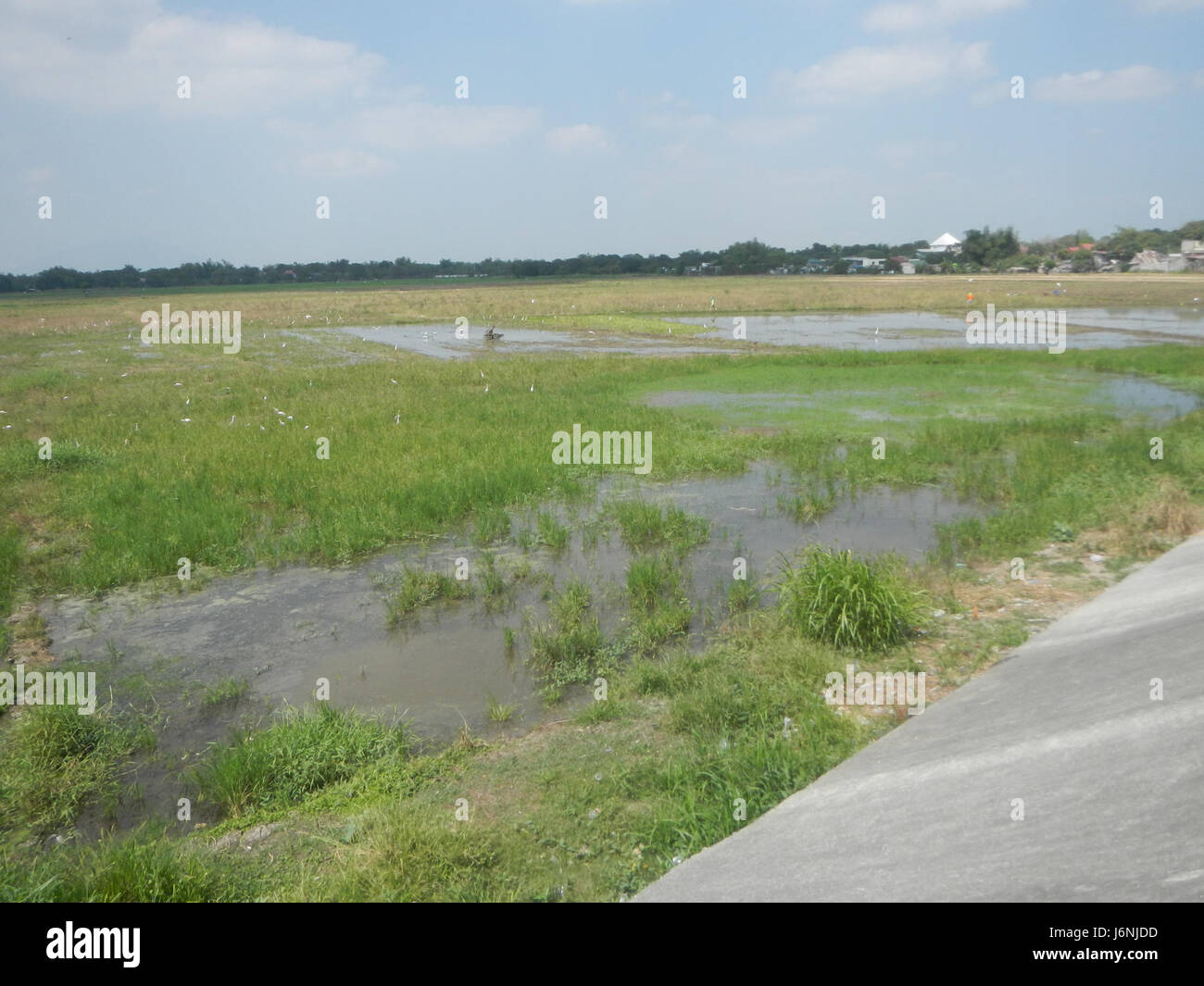 This image shows a flock of Ardea alba, commonly known as the great ...