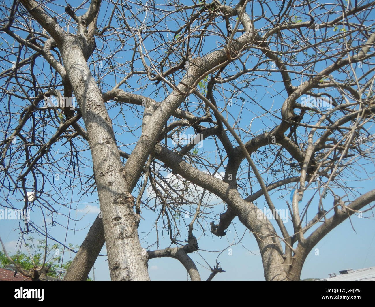 Siniguelas Fruit Tree