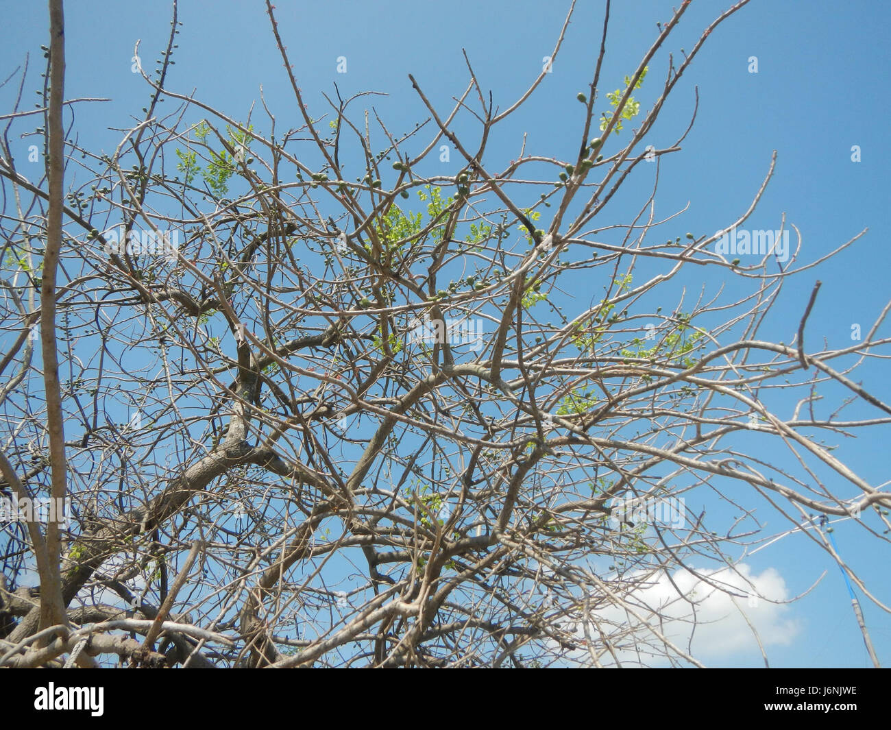 Sineguelas Tree