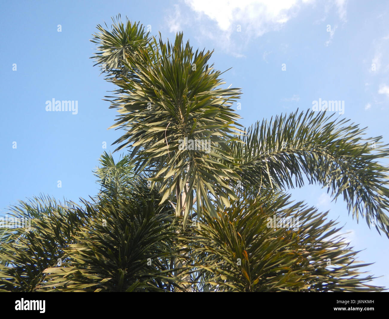 This image showcases the Saint Paul Chapel Gardens in Sindalan, San ...