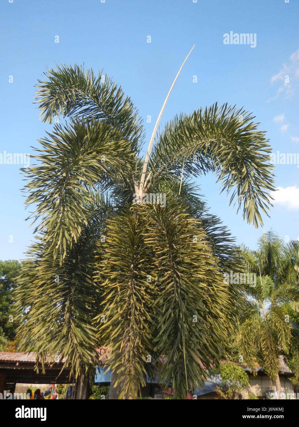 This image captures the Saint Paul Chapel Gardens in Sindalan, San ...