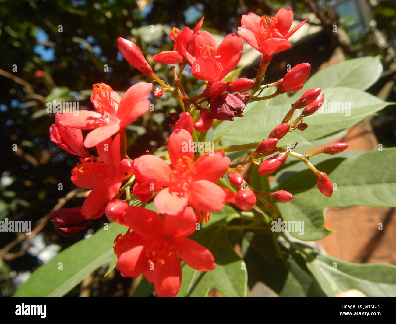 Jatropha integerrima, also known as the Shanghai Beauty, is a flowering ...