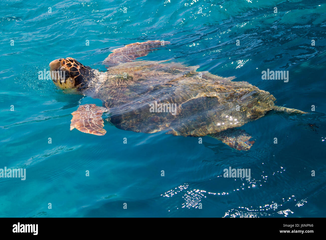 turtle water swimming swiming swim swims to do the crawl nature ...