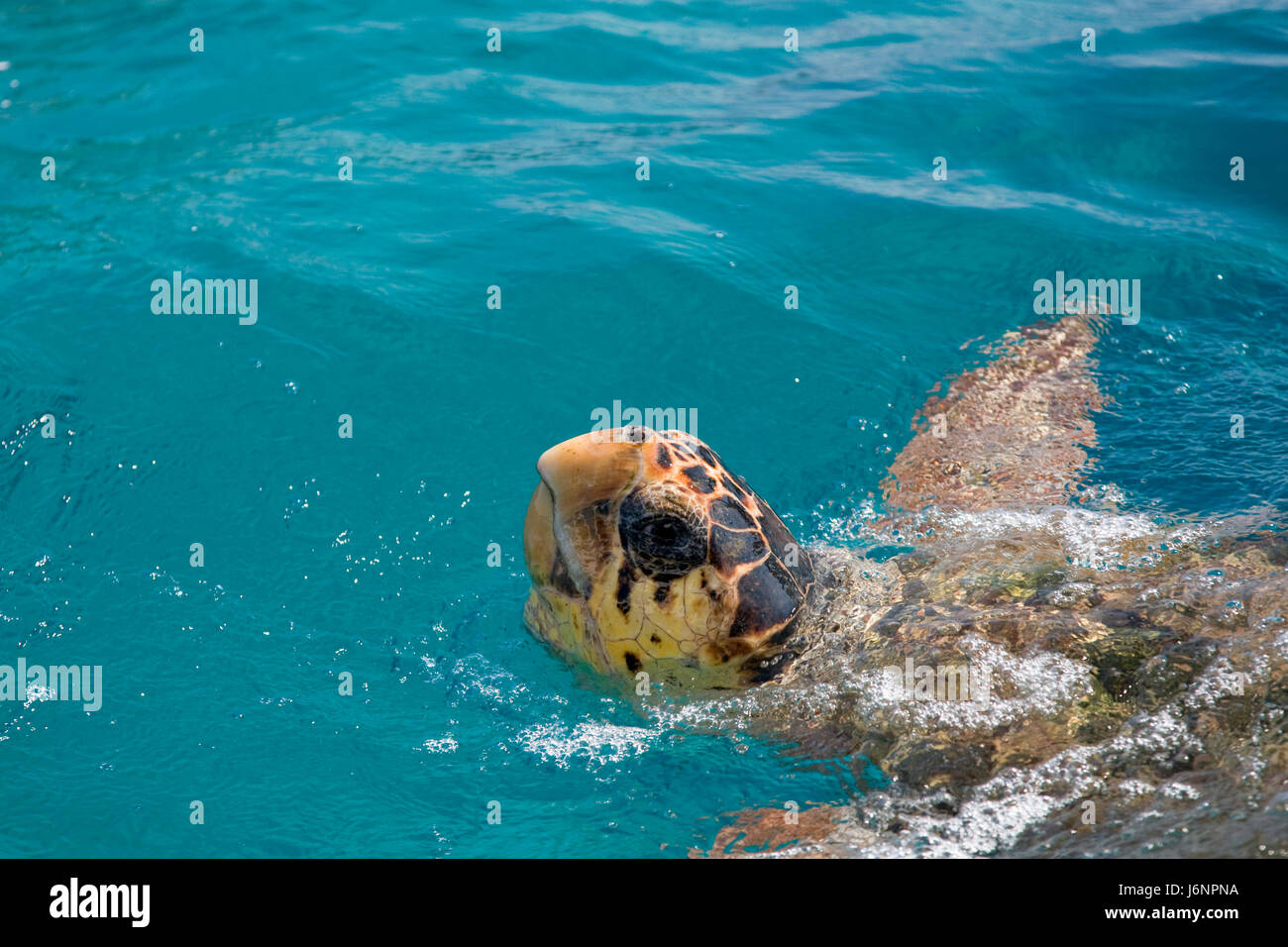 turtle water swimming swiming swim swims to do the crawl nature ...