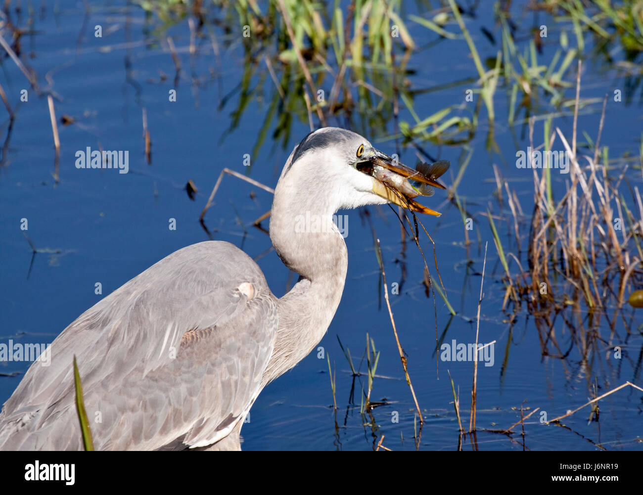 fish wildlife predator heron tropical eating eat eats animal bird fauna ...