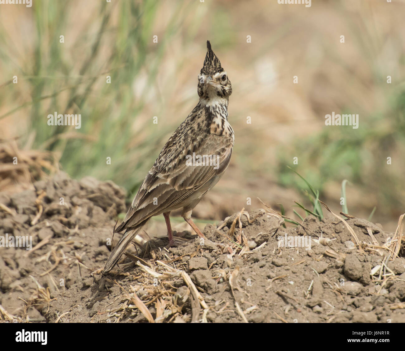 Field lark hi-res stock photography and images - Alamy