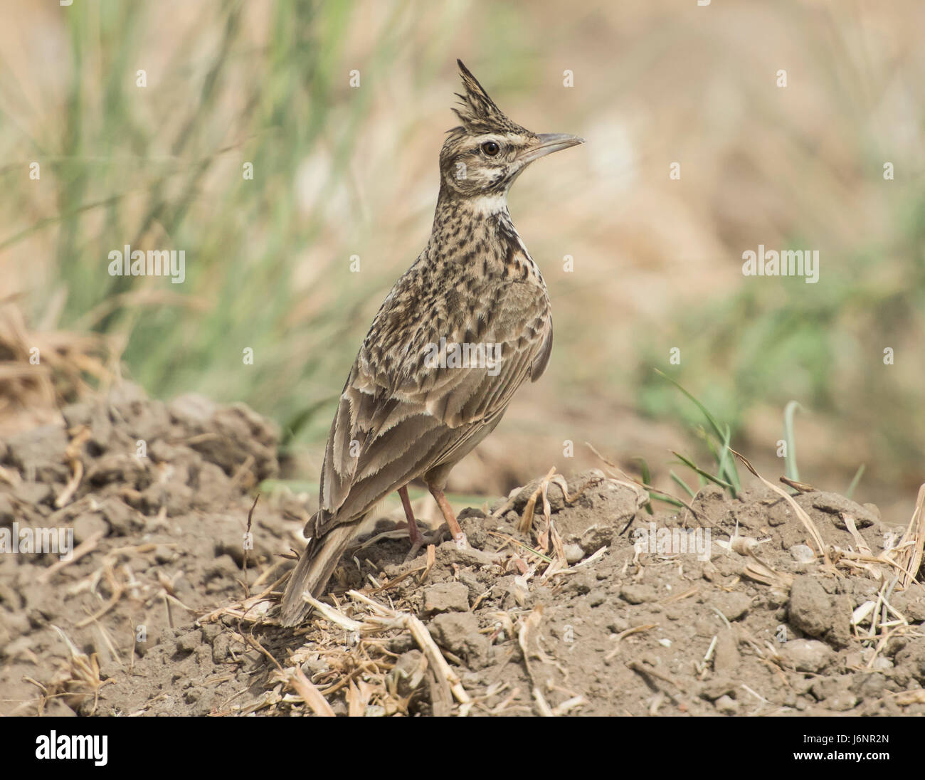 Field lark hi-res stock photography and images - Alamy