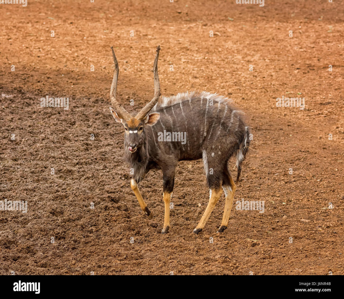 Nyala bull watering hole hi-res stock photography and images - Alamy