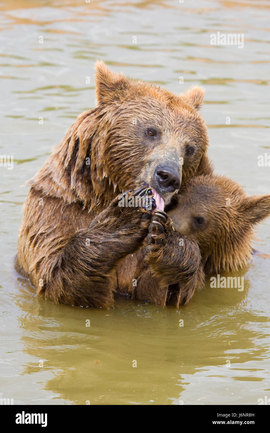 bear wildlife mother mom ma mommy cub baby claw feeding eating eat eats ...