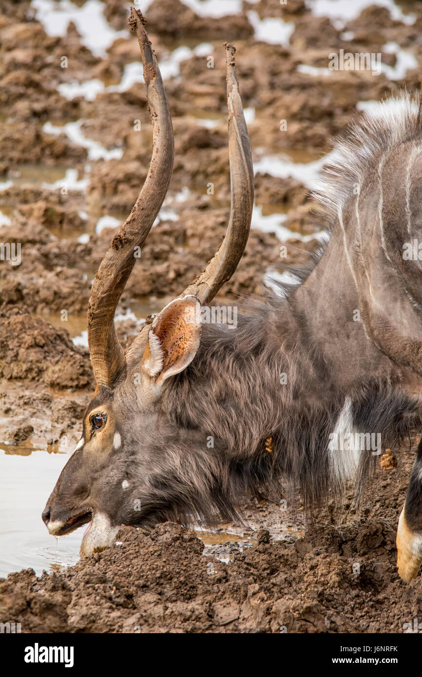 Nyala bull watering hole hi-res stock photography and images - Alamy