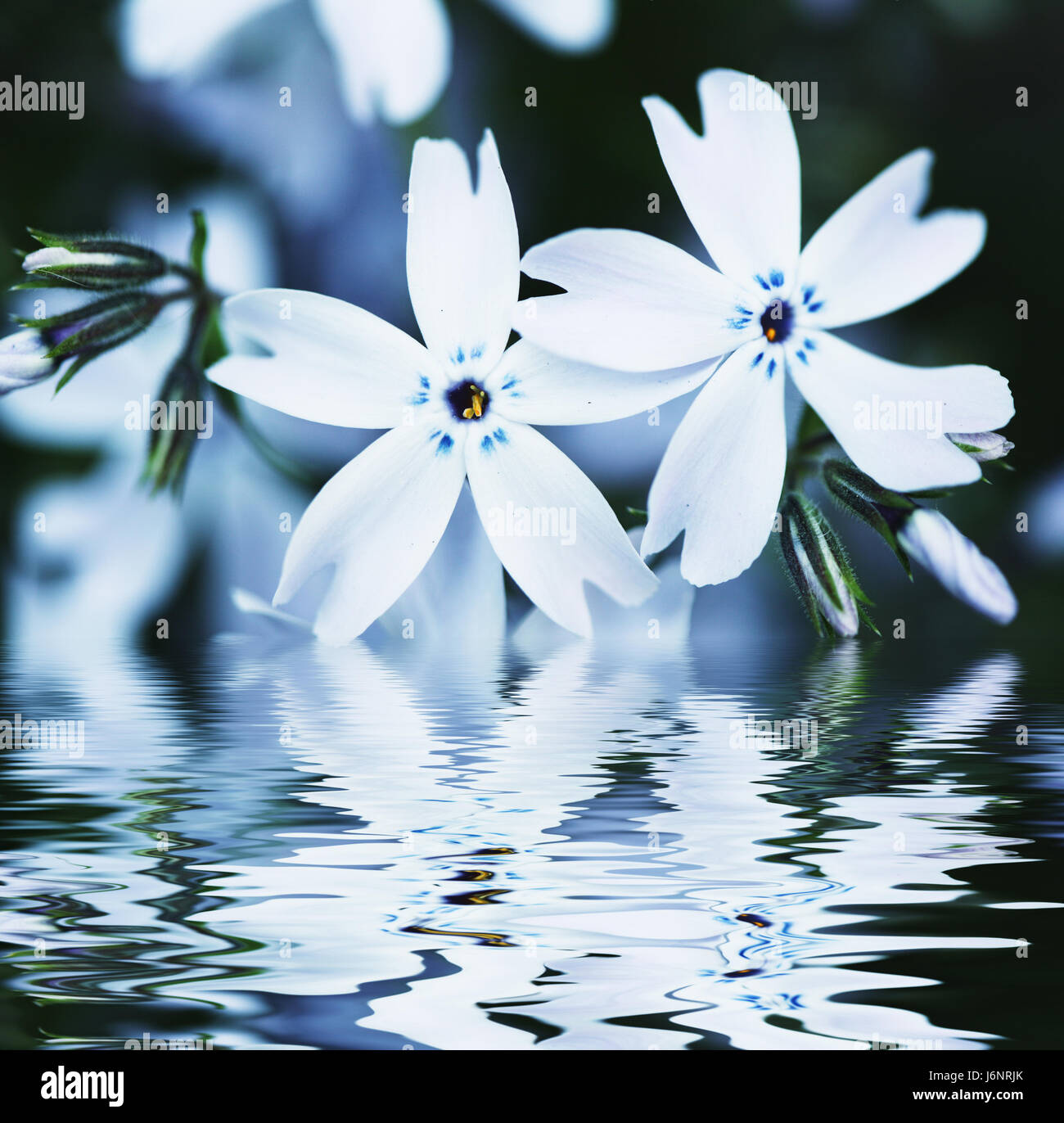flower flowers plant reflection backdrop background beauty nature close ...