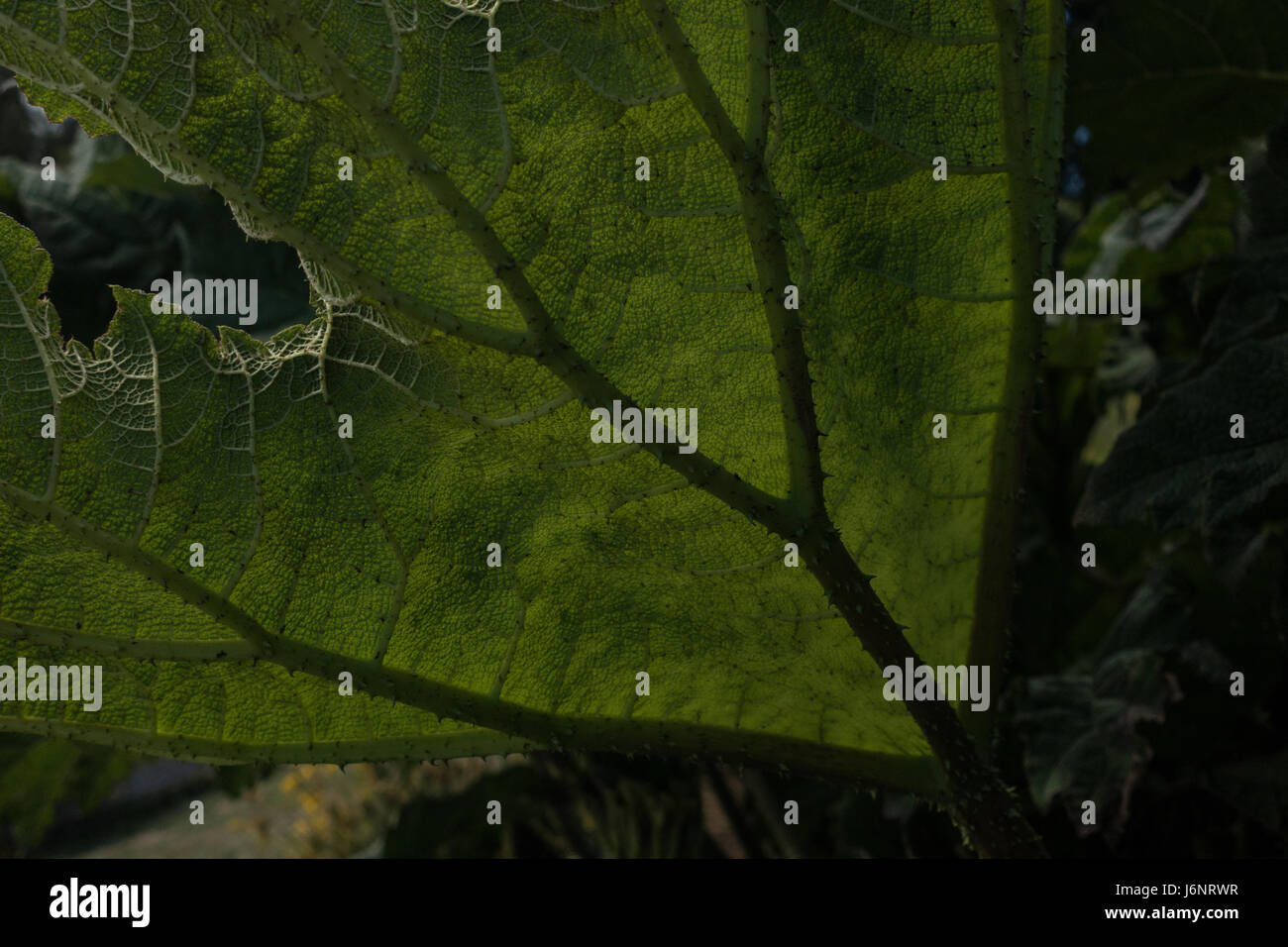 Nalca High Resolution Stock Photography and Images - Alamy