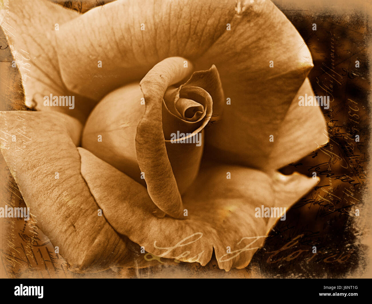 flower plant rose brown brownish brunette bloom blossom flourish ...