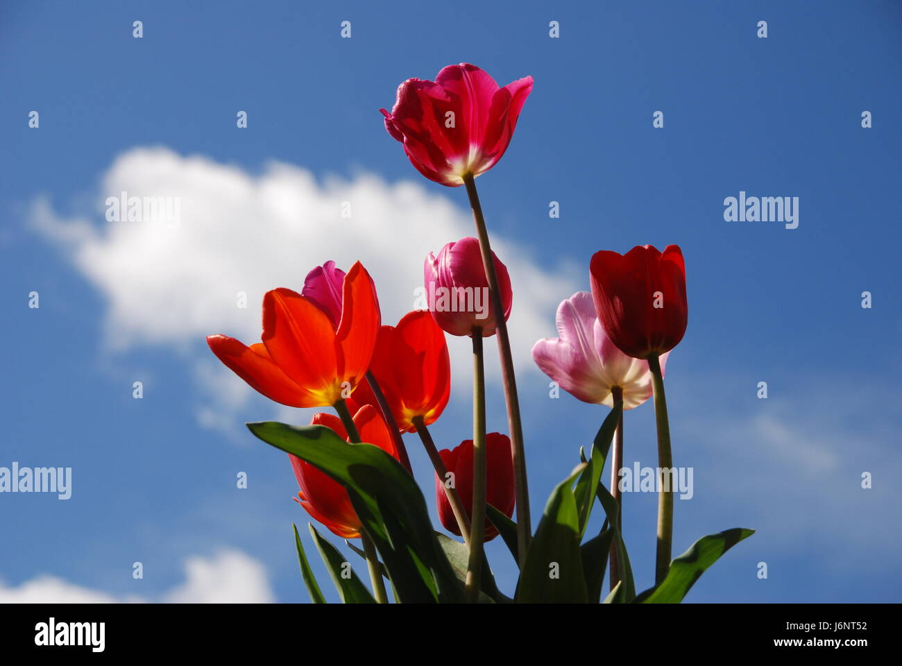 blue blossoms tulips flower plant tulip azure bleed ruddiness firmament ...