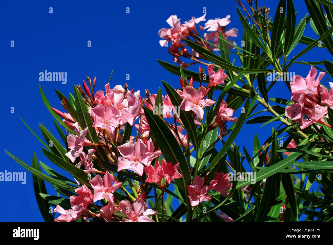 bloom blossom flourish flourishing flora summer summerly bush oleanders ...