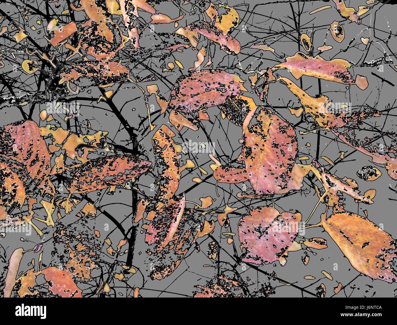 leaves branches branch autumn foliage foliage fall autumn tree autumnal ...