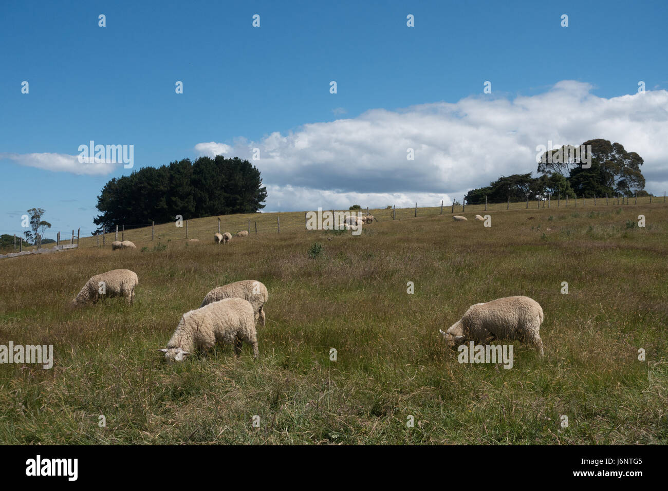 Goats grazing in a hill, Puerto Varas, Chile Stock Photo - Alamy